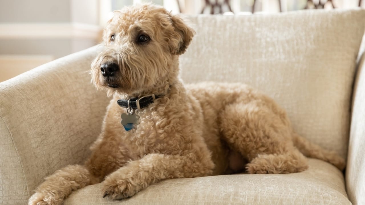 Soft-Coated Wheaten Terriers: What to Expect Before Bringing One Home