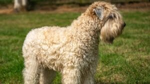 Soft-Coated Wheaten Terriers: What to Expect Before Bringing One Home