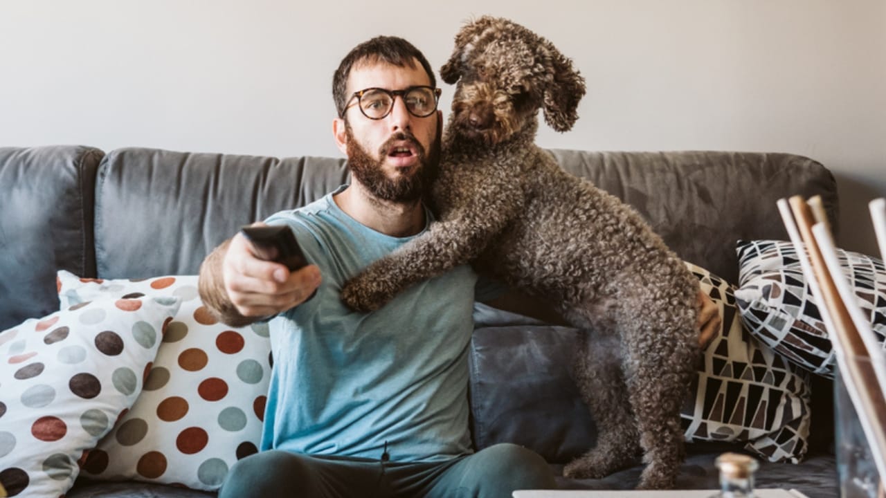 10 Things You Should Know Before Getting a Spanish Water Dog