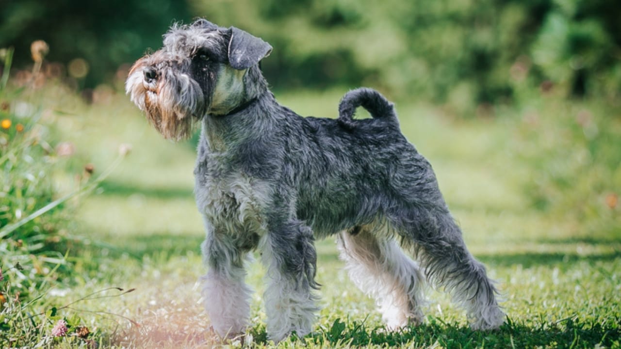 10 Dapper Traits That Make the Standard Schnauzer Breed Truly Unique