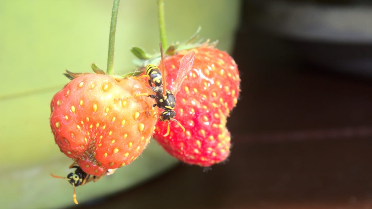Yes There Are Bugs In Strawberries 7 Tips For Safe Removal