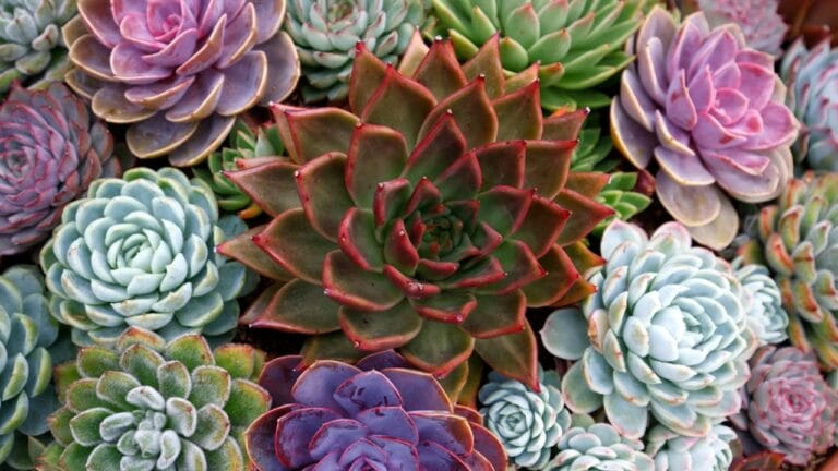 The Simple Trick to Brilliant Succulent Colors