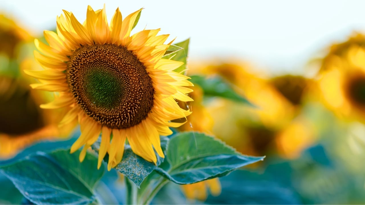 You'll See Sunflowers Differently After Learning These 10 Facts