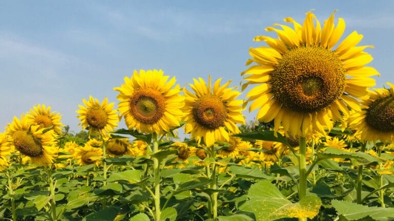 You'll See Sunflowers Differently After Learning These 10 Facts
