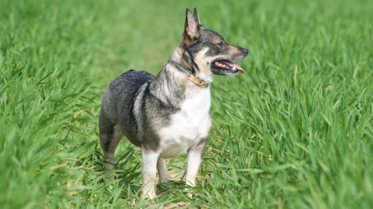 The Watchdog You Never Expected: 10 Swedish Vallhund Traits That Set It ...