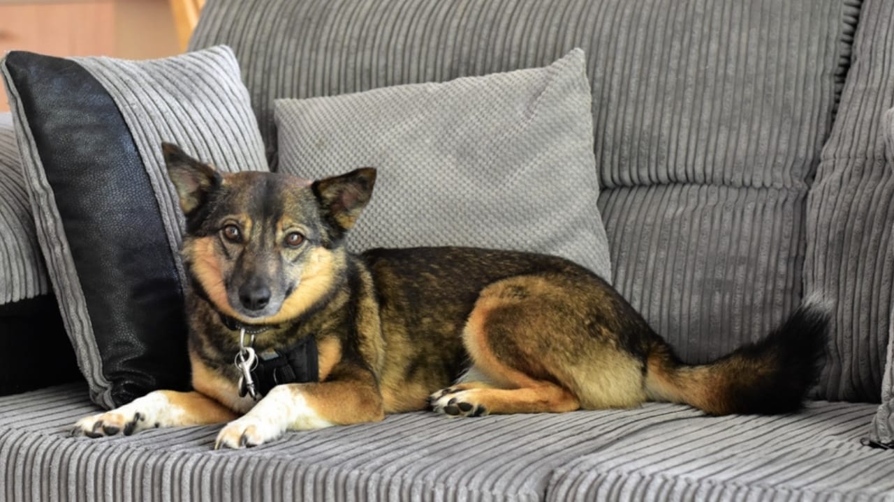 The Watchdog You Never Expected: 10 Swedish Vallhund Traits That Set It ...