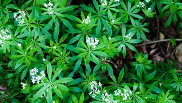 Reclaim Your Garden from Weeds with These 15 Beautiful Flowering Shrubs