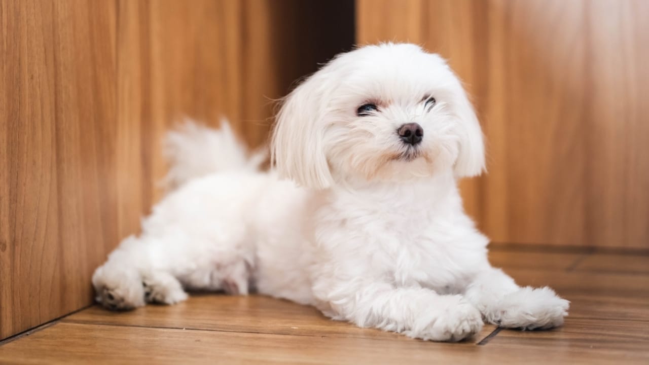 10 Adorable Teacup Dog Breeds