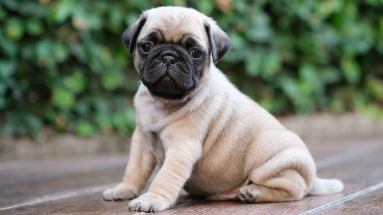 10 Adorable Teacup Dog Breeds
