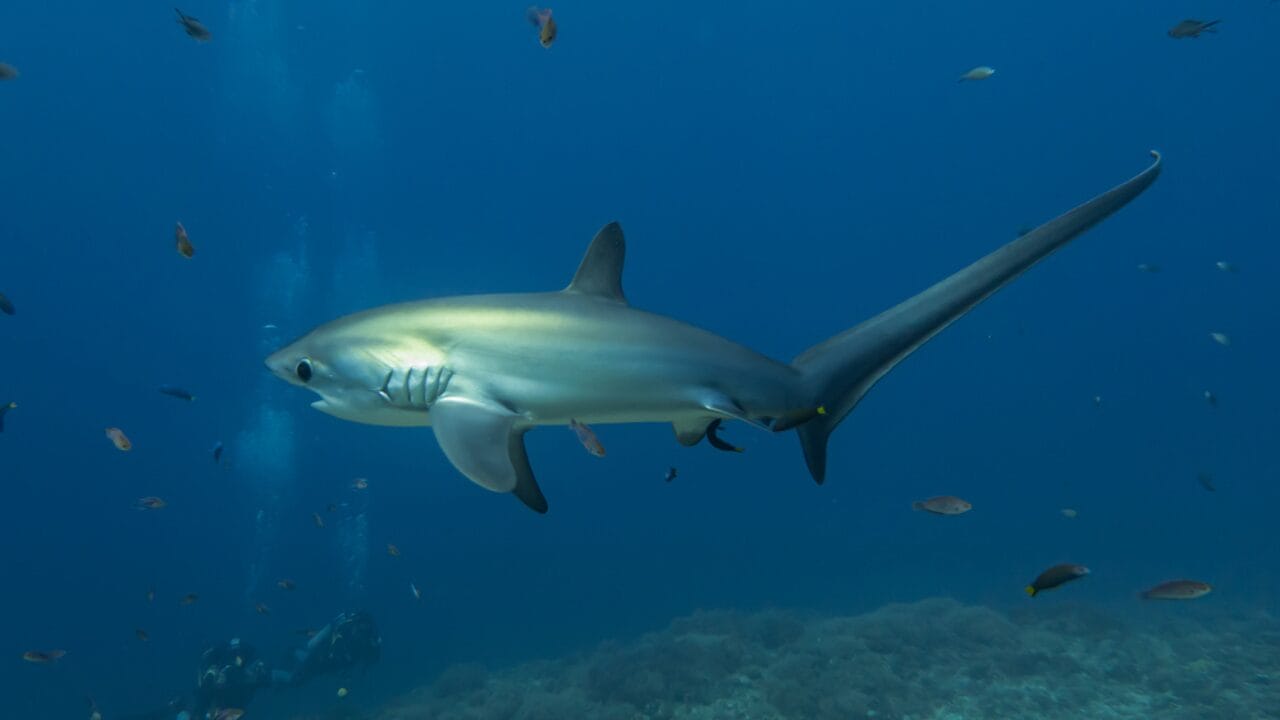 19 Real Sharks That Look Like They Belong in Science Fiction