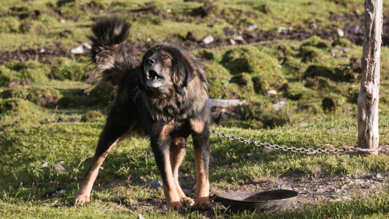 15 Common Reasons Dogs Bark & How to Address Each One