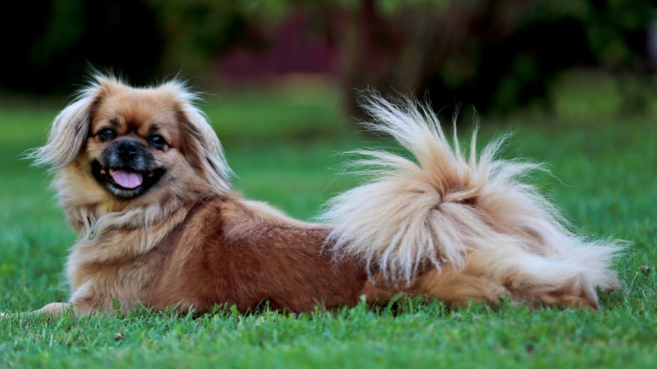 10 Centuries-Old Ways the Tibetan Spaniel Protected Temples & Its People