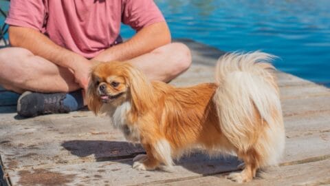 10 Centuries-Old Ways the Tibetan Spaniel Protected Temples & Its People