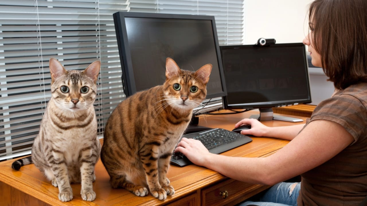 Double Trouble or Twice the Love? Deciding between One Cat or Two