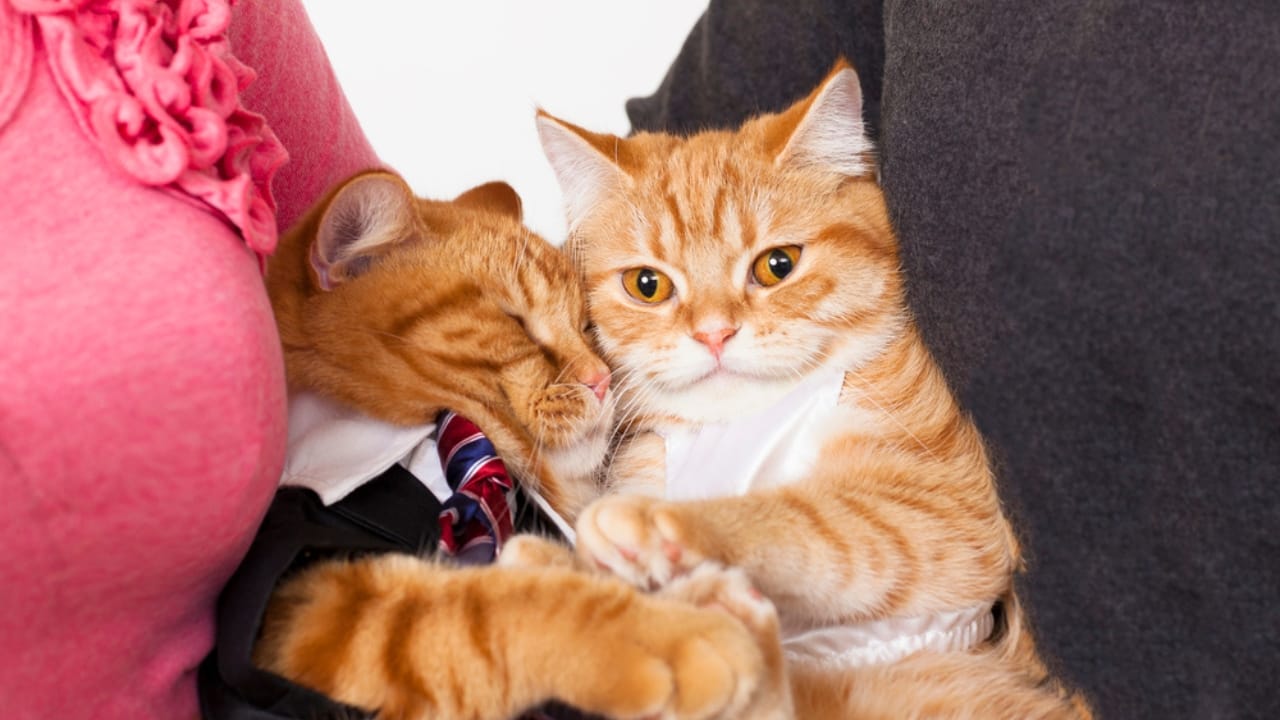 Double Trouble or Twice the Love? Deciding between One Cat or Two