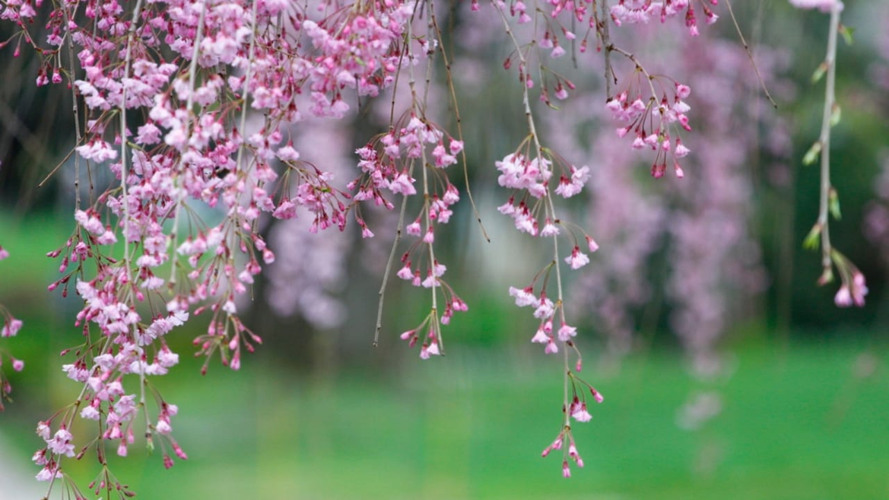 15 Pink Flowering Trees to Add a Splash of Color to Your Garden