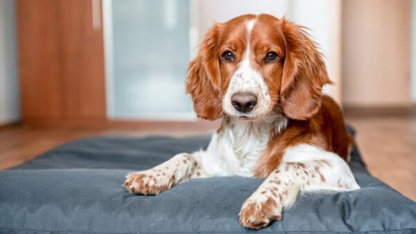 35 Fun Ways to Keep Your Dog Entertained Indoors