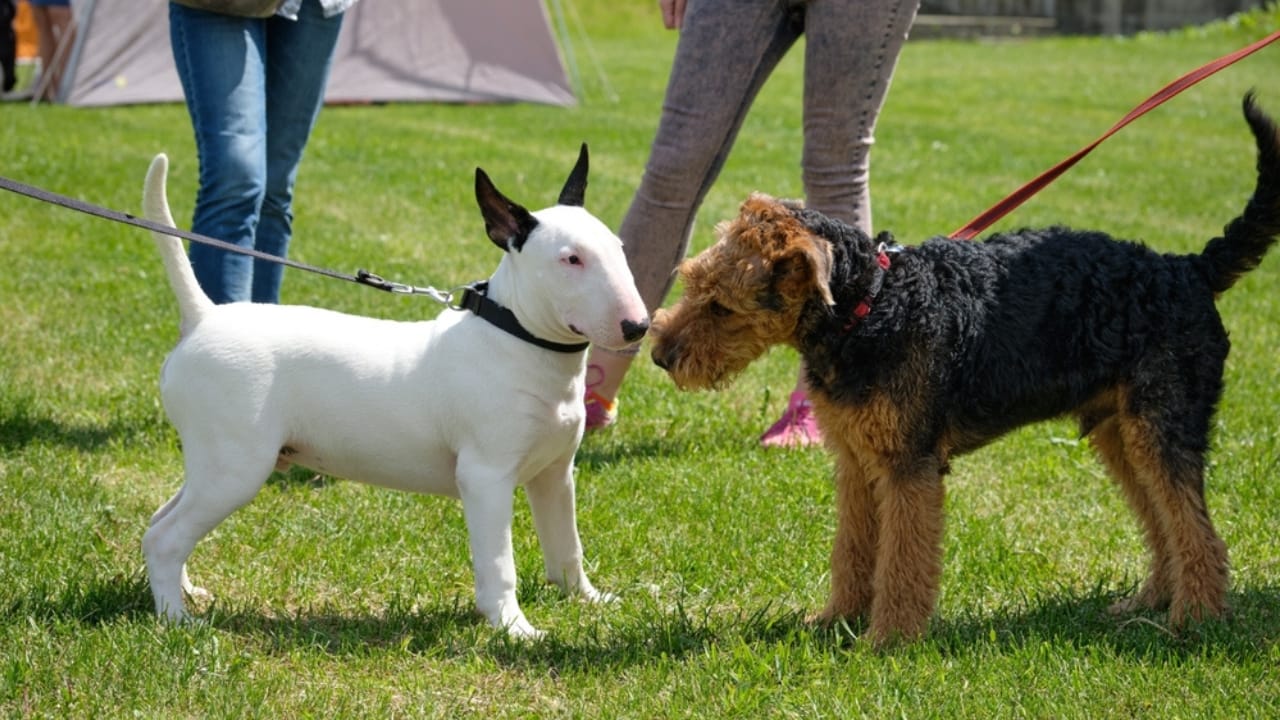 12 Things About Welsh Terriers Most People Don't Know