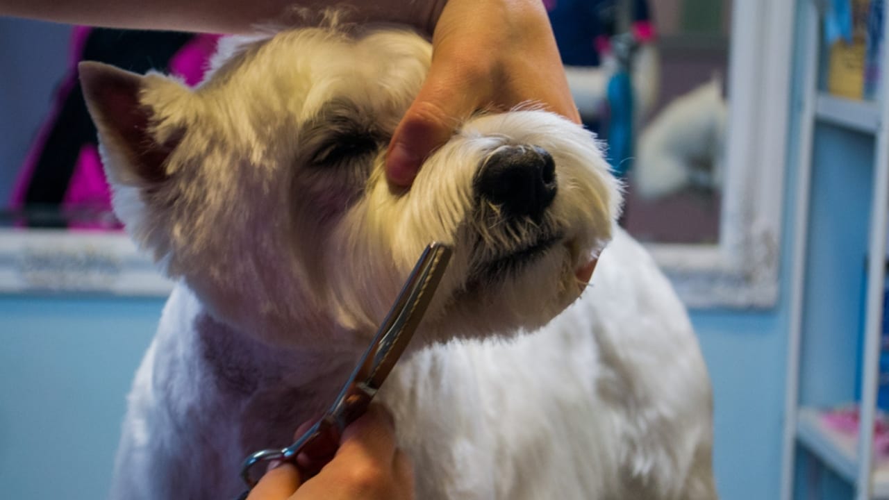 Westie White: 6 Tips for Maintaining That Signature Color