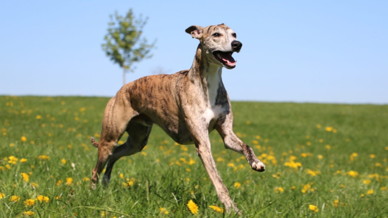 6 Facts About the Unmatched Speed of Whippets