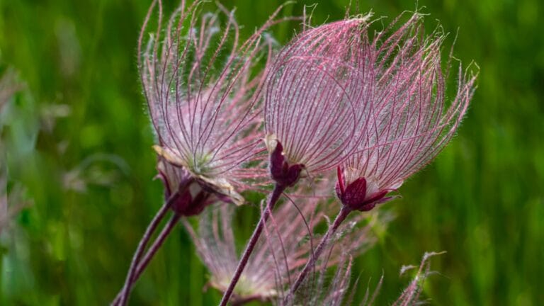 Growing Prairie Smoke: Tips for a Low-Maintenance & Beautiful Garden ...