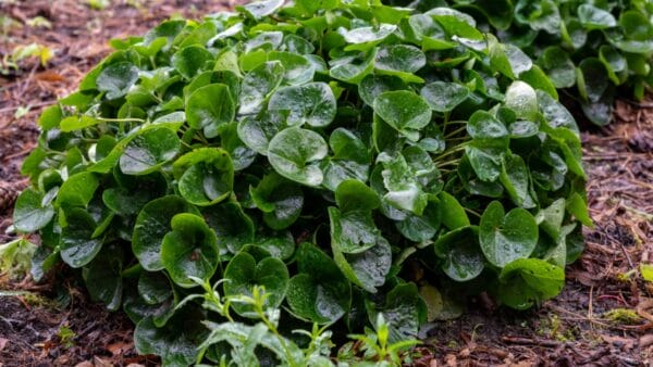 15 Shade-Loving Ground Covers to Transform Your Garden