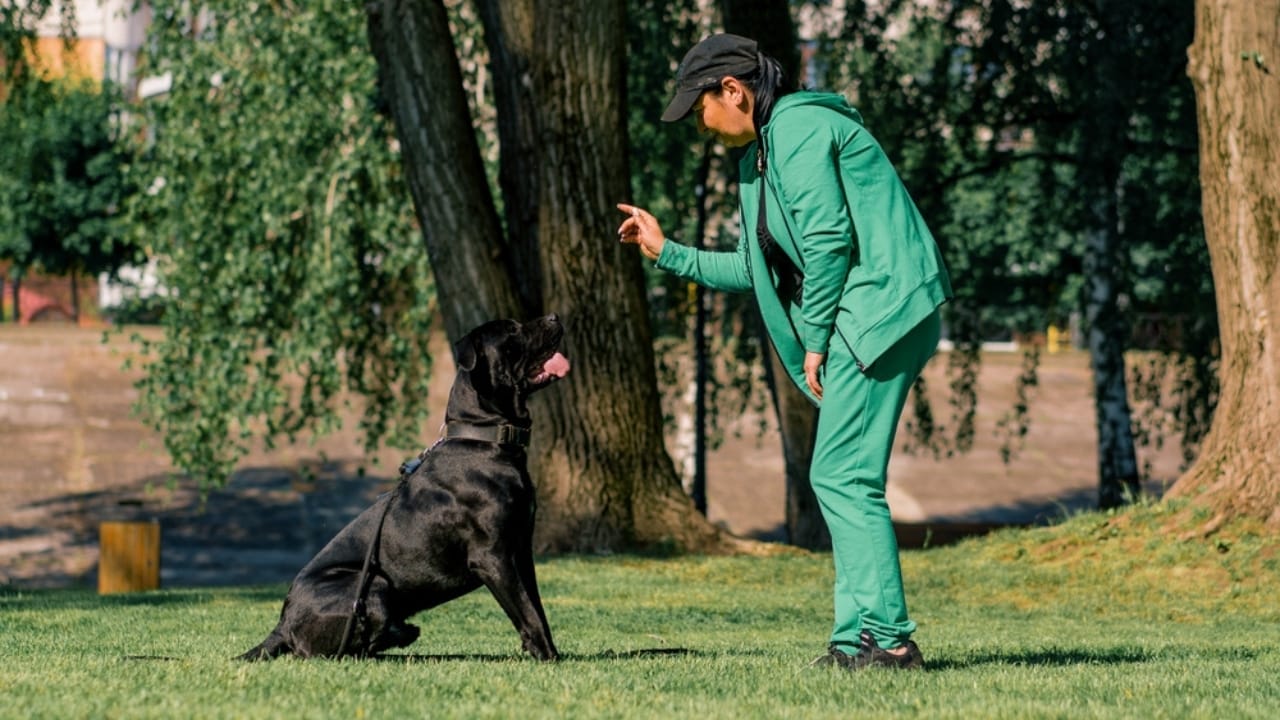 7 Ways Cane Corsos Prove They're Among the Smartest Dog Breeds
