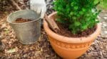 20 Ways to Use Wood Chips in Your Garden & Homestead