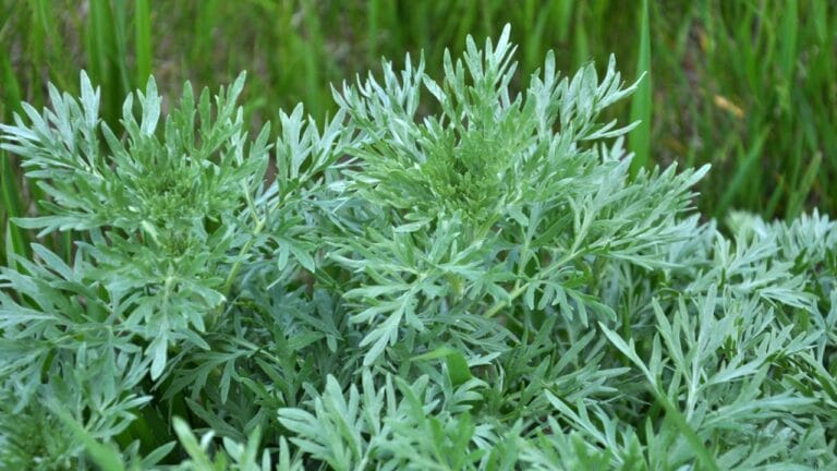 15 Best Filler Plants for a Fuller, Healthier Garden