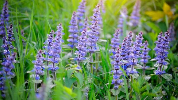 15 Bee-Friendly Ground Covers to Attract Pollinators & Hummingbirds