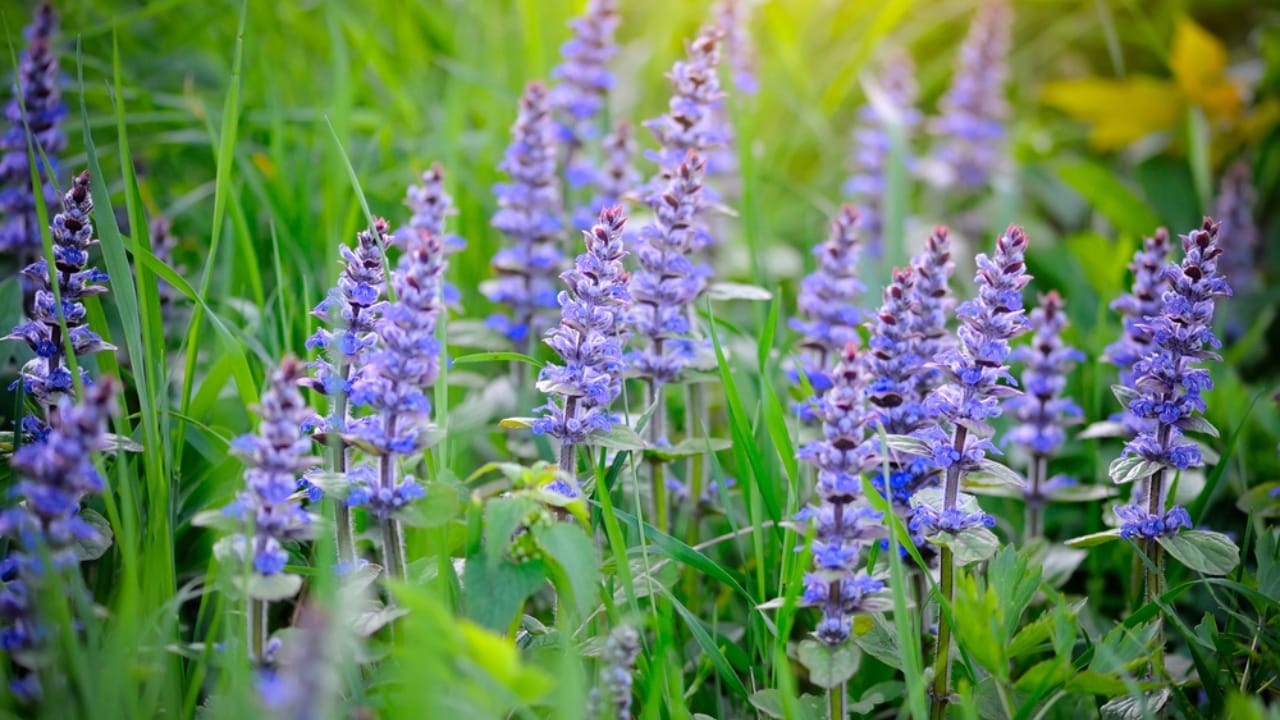 12 Walkable Ground Cover Plants to Create a Durable, Lush Lawn Alternative