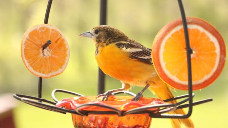 How to Transform an Ordinary Rake into a Backyard Oriole Bird Feeder