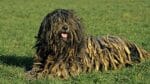 10 Charismatic Italian Dog Breeds That Will Steal Your Heart
