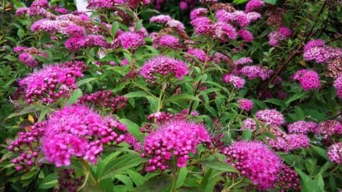 20 Elegant Pink Flowers You Need in Your Garden for That Timeless Touch
