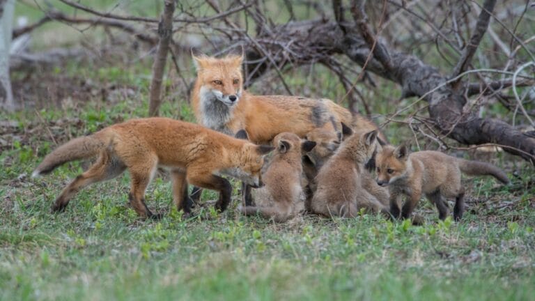 15 Facts About Red Foxes: Nature's Survivors