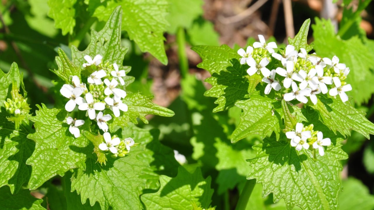 12 Invasive Plants You Must Remove ASAP from Your Yard