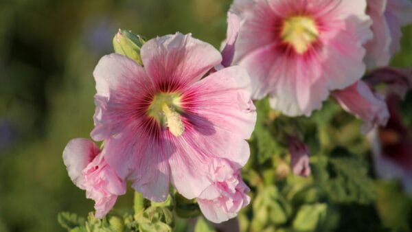 15 Flowers to Set the Mood for a Romantic Garden Escape