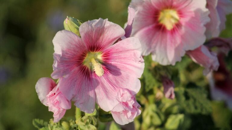 15 Flowers to Set the Mood for a Romantic Garden Escape