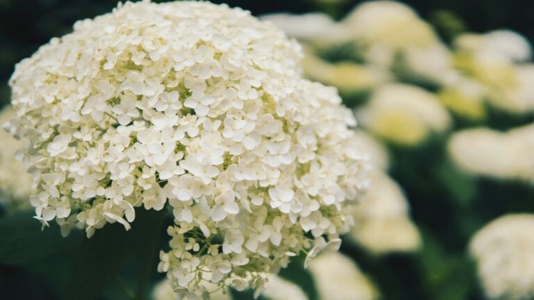 Bring Your Hydrangeas Back to Life with These Easy, Simple Tips