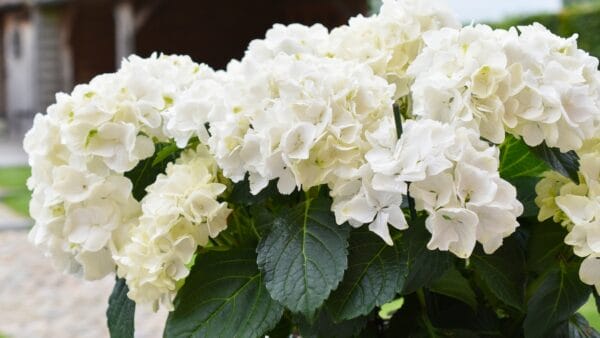 Bring Your Hydrangeas Back to Life with These Easy, Simple Tips