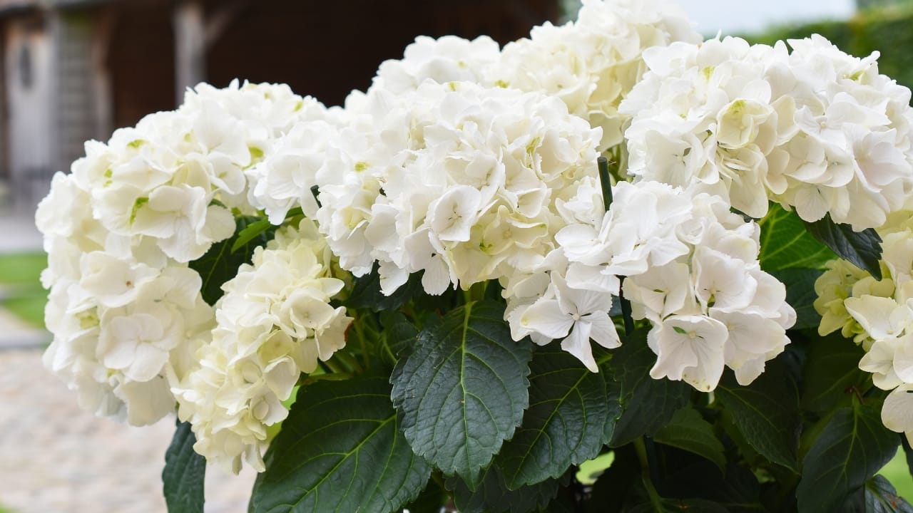 Watch These 13 Flowers Change Colors as the Season Changes