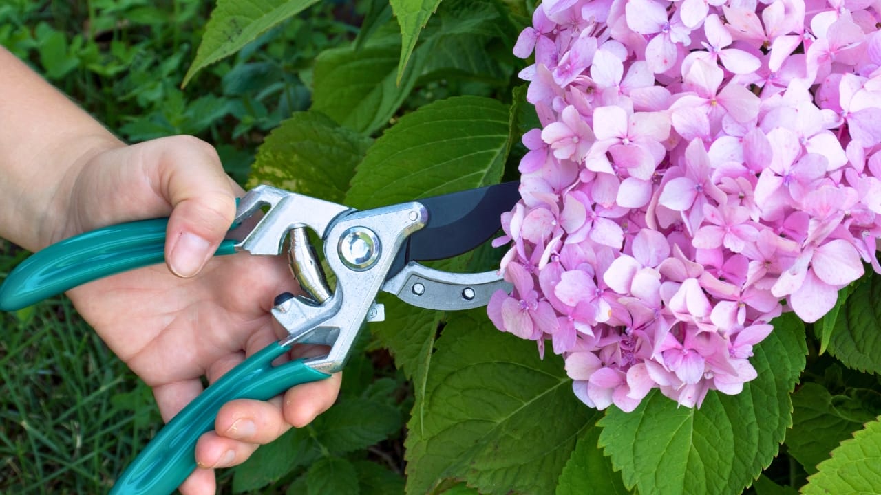 The Dos & Don’ts of Caring for Hydrangeas in the Fall