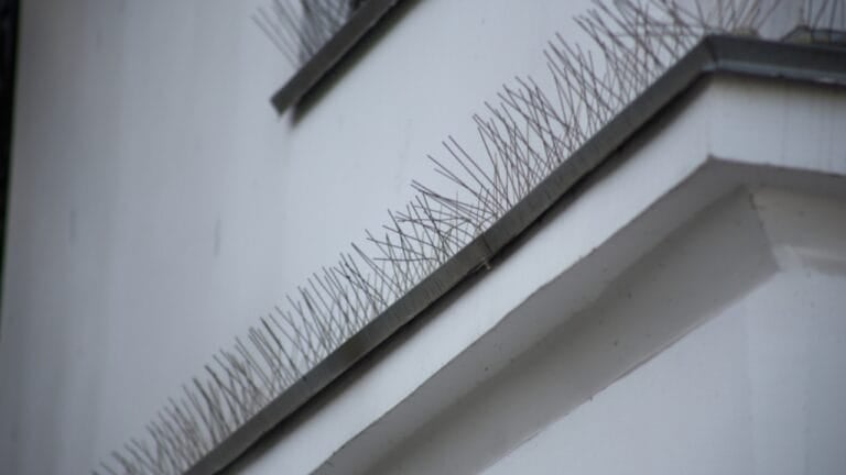 15 Simple Ways to Prevent Birds from Nesting Around Your House