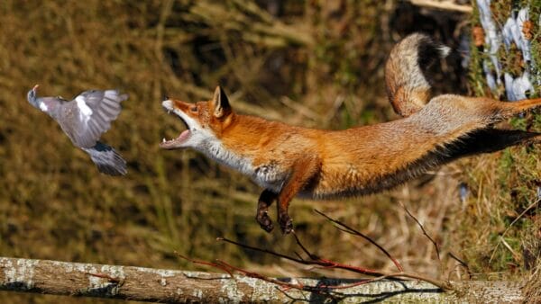 15 Facts About Red Foxes: Nature's Survivors