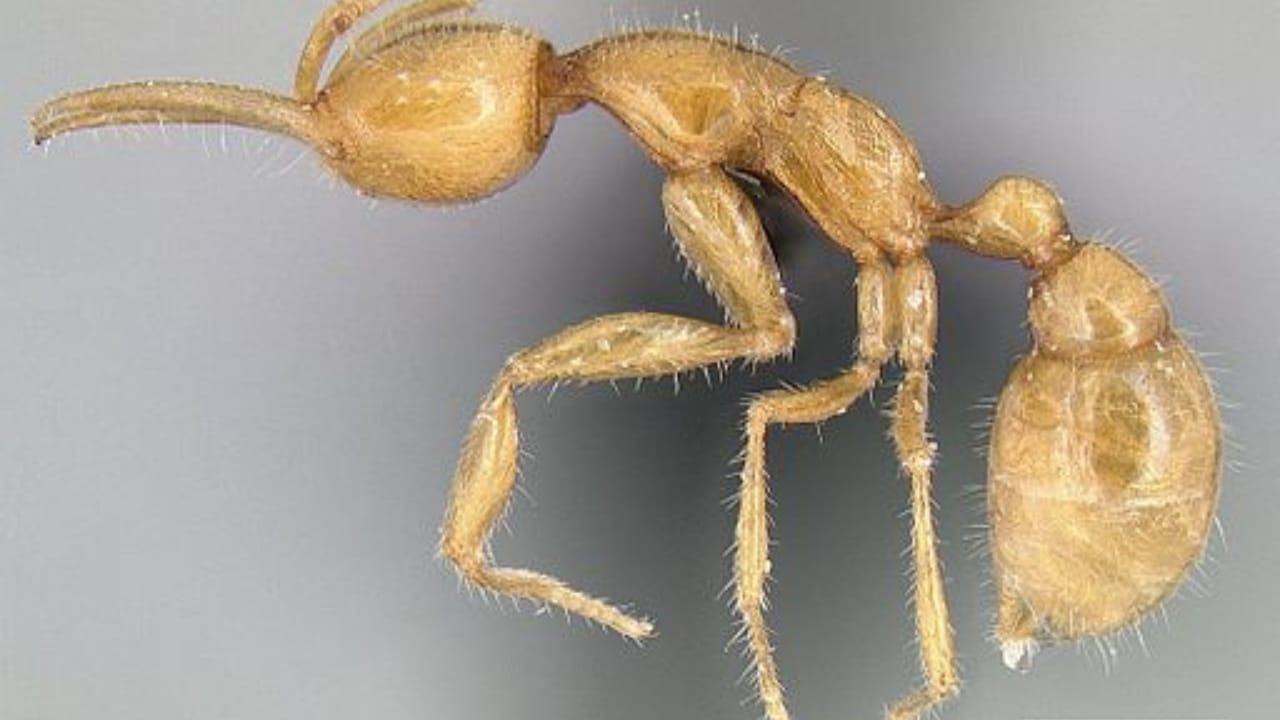 The Wasp with a Sting So Potent it Can Take Down a Cow
