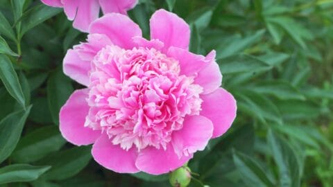 15 Gorgeous Pink Flowers That Add Color & Life to Any Garden