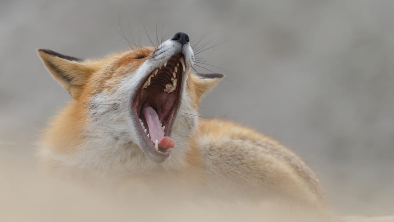 15 Facts About Red Foxes: Nature's Survivors