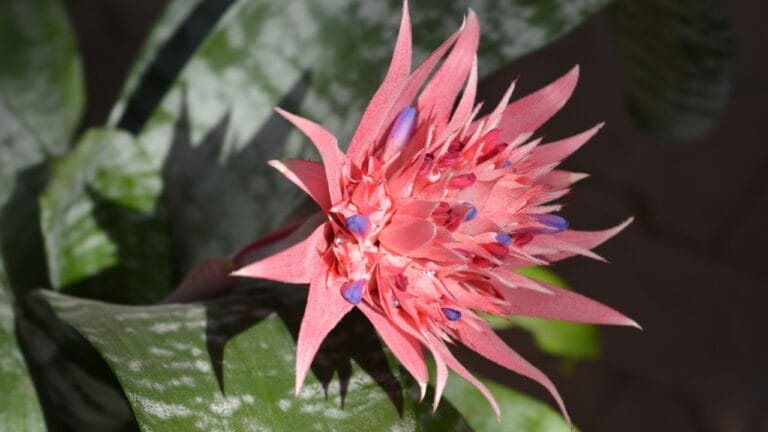 9 Plants That Wait a Lifetime to Bloom Once – And It's Usually Spectacular