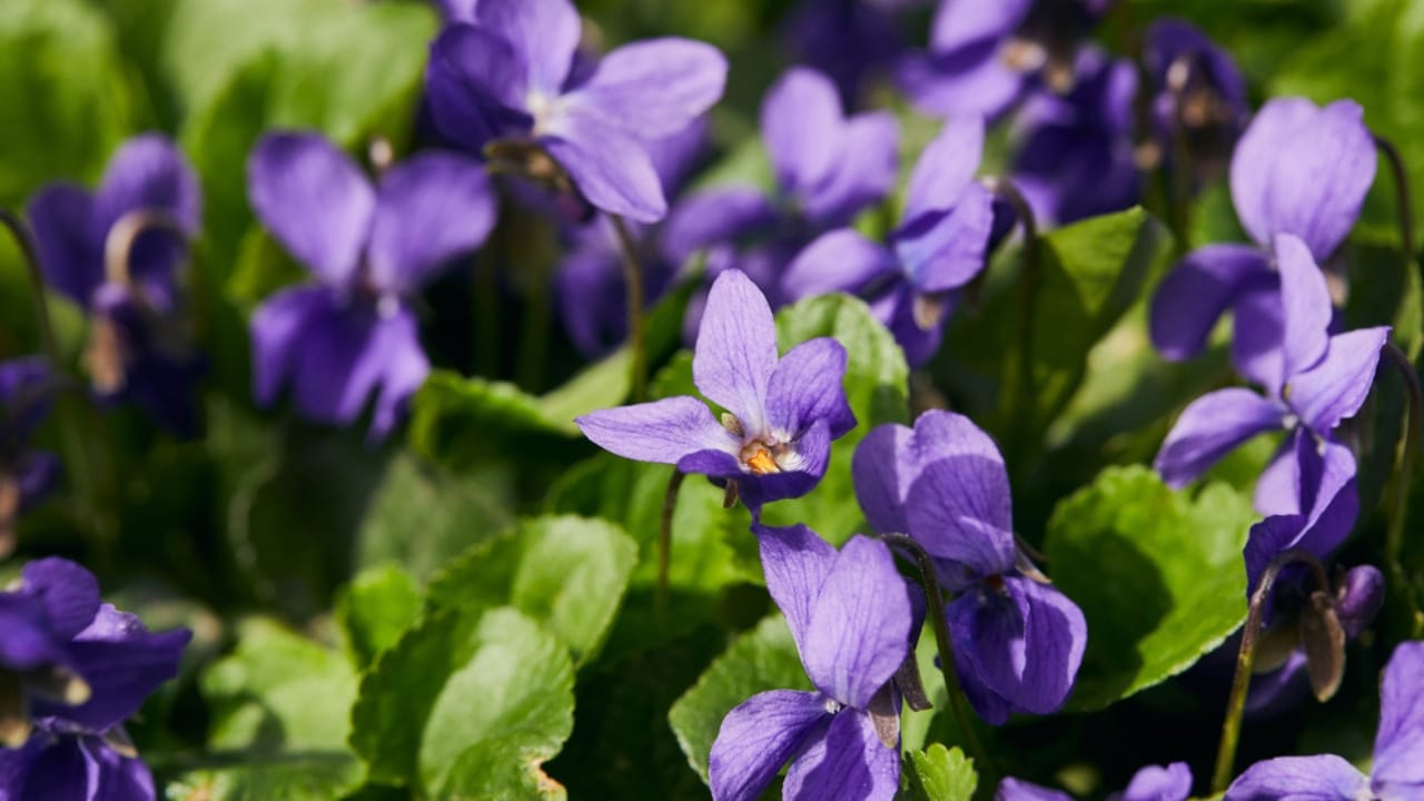25 Edible Wild Greens to Forage for Your Next Meal