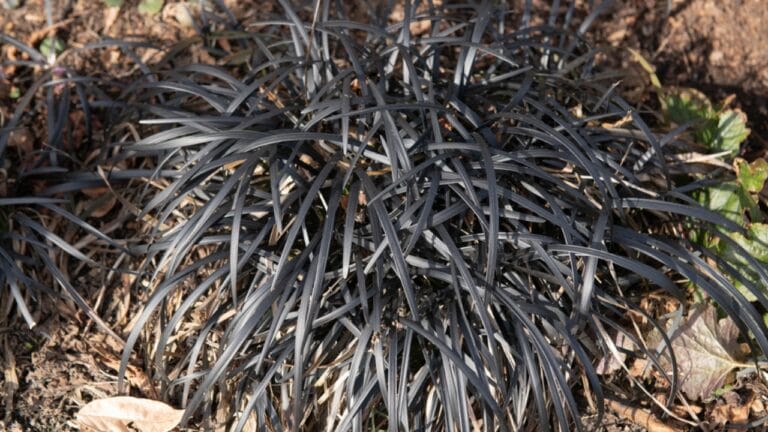 27 Alluring Dark Plants That’ll Make Your Garden Stand Out